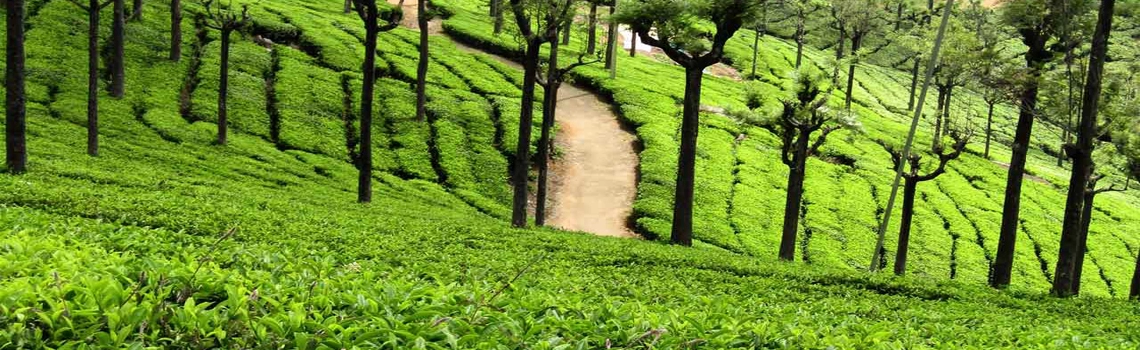 Rural Coorg Village Life – Traditions, Coffee Culture & Authentic Homestays